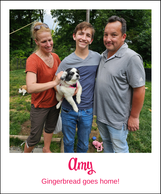 Amy - Gingerbread House Sanctuary & Rescue