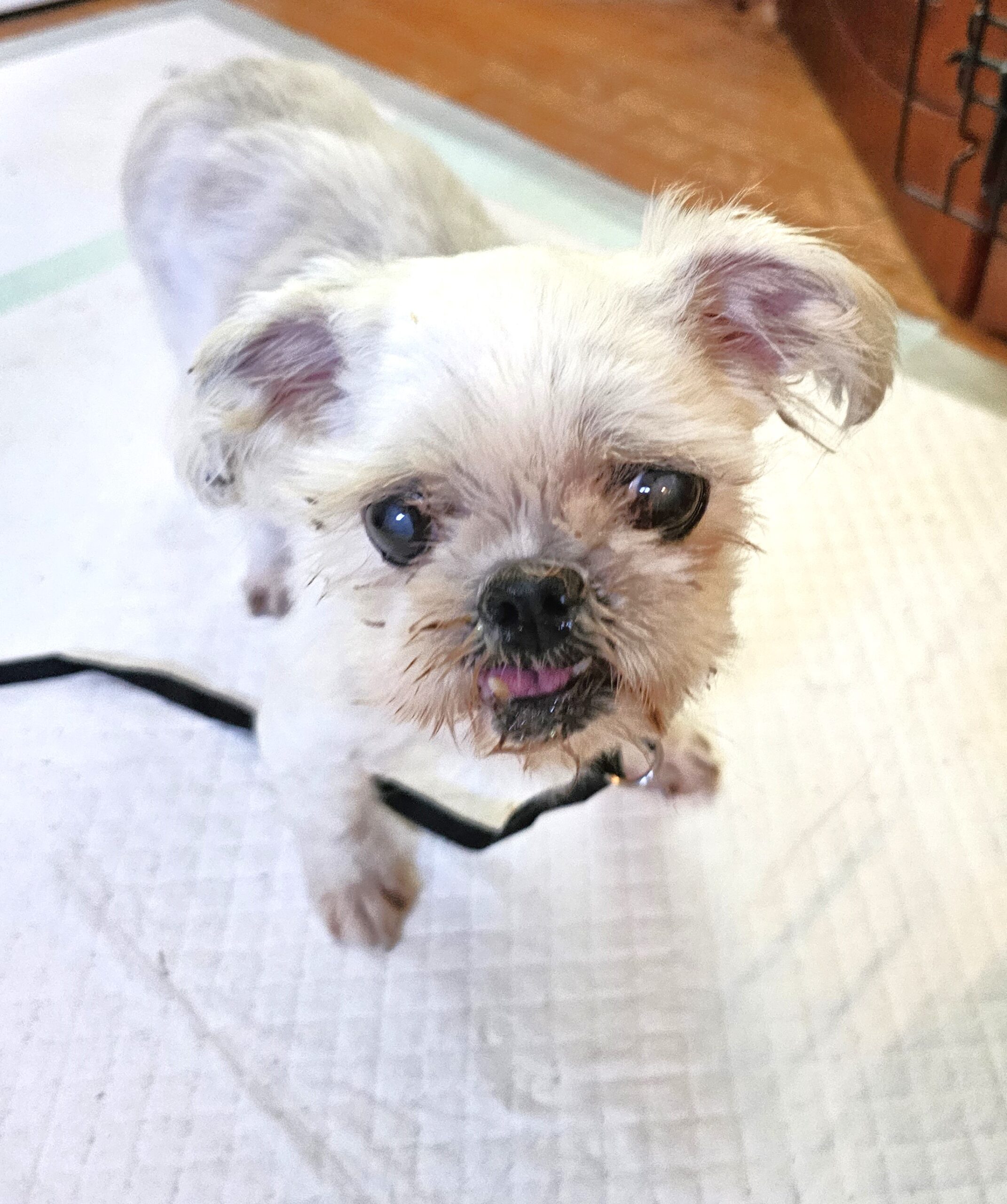 Nigel - Gingerbread House Sanctuary & Rescue