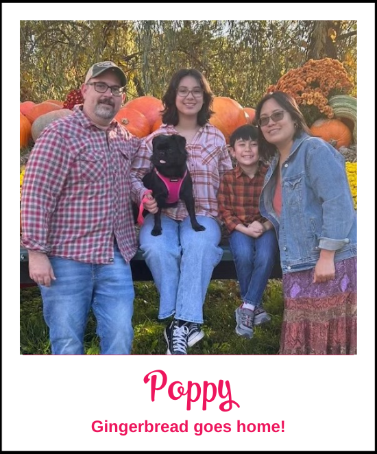 Poppy - Gingerbread House Sanctuary & Rescue